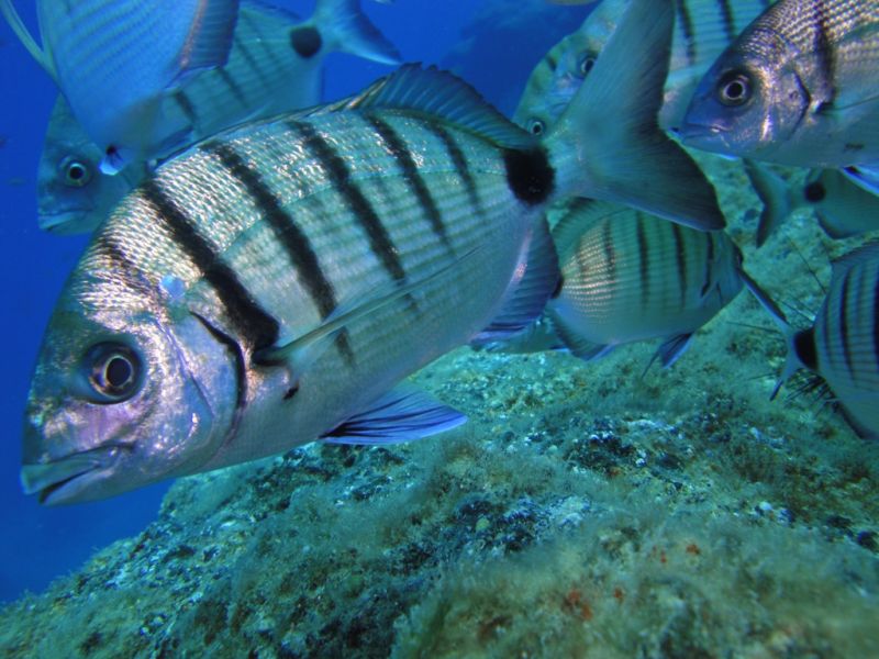 Saraghi: sai davvero cosa hai pescato? Scopri come riconoscere le 5 ...