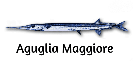 Aguglia - Blog Raccontidipesca