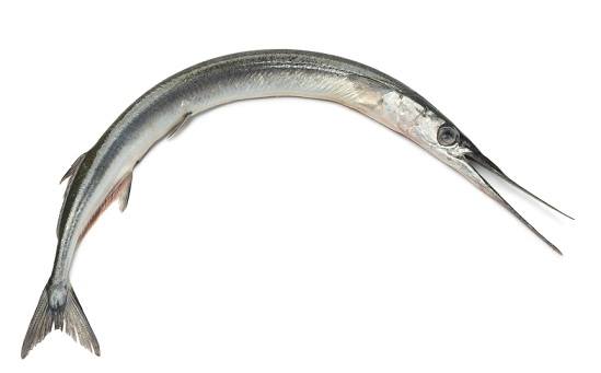 Come si pesca l'aguglia - Blog Raccontidipesca